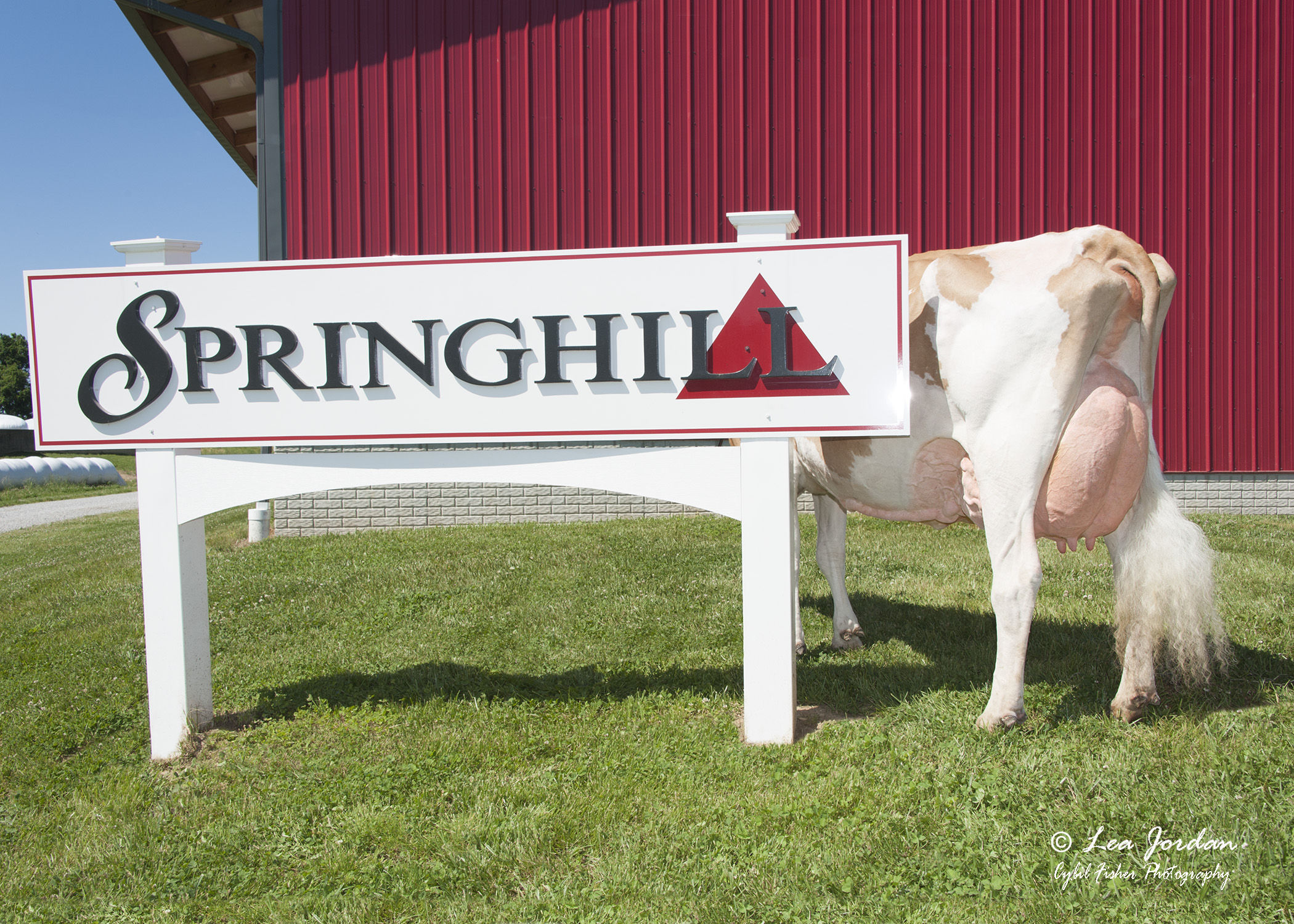 Welcome to Springhill Dairy