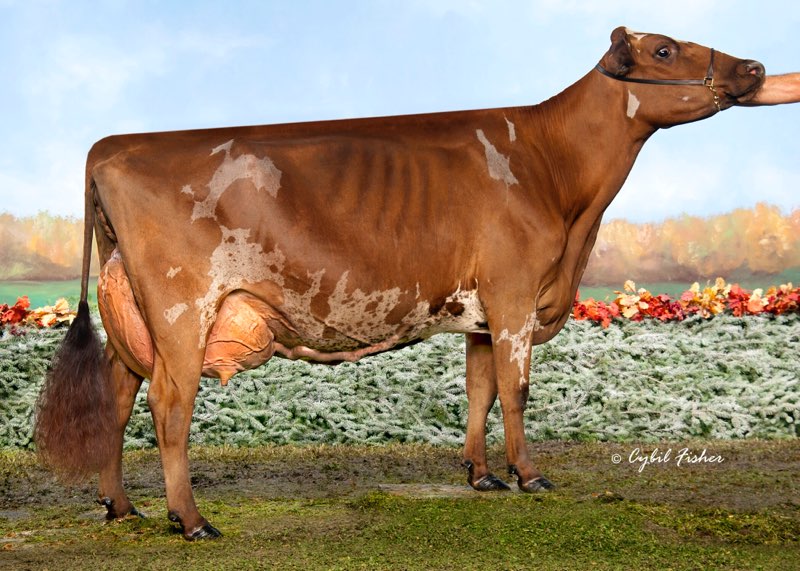 Our Ayrshires – Welcome to Springhill Dairy